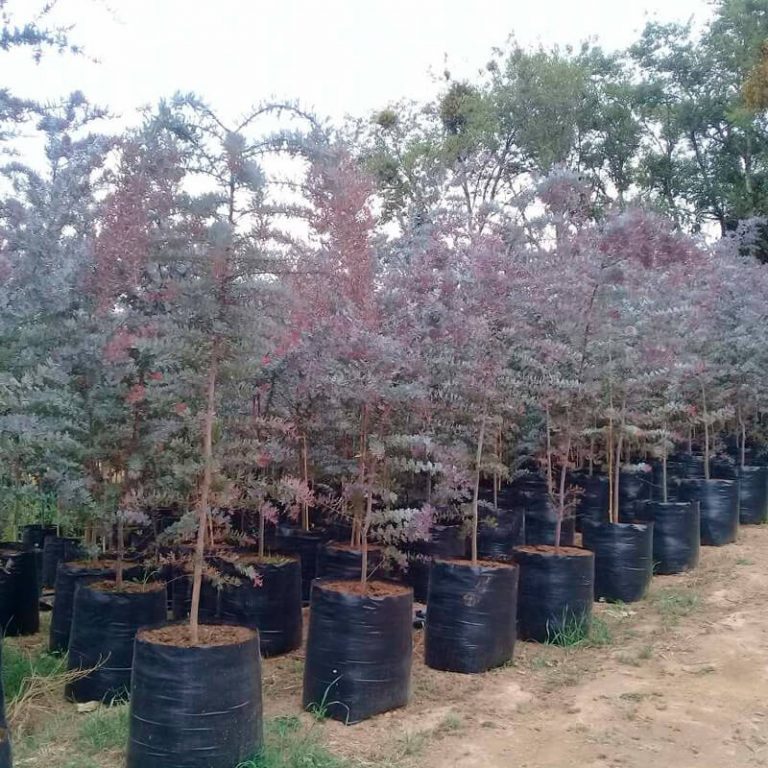 Compra Acacia Morada con envío gratis | Grupo Viverista Mundo Verde