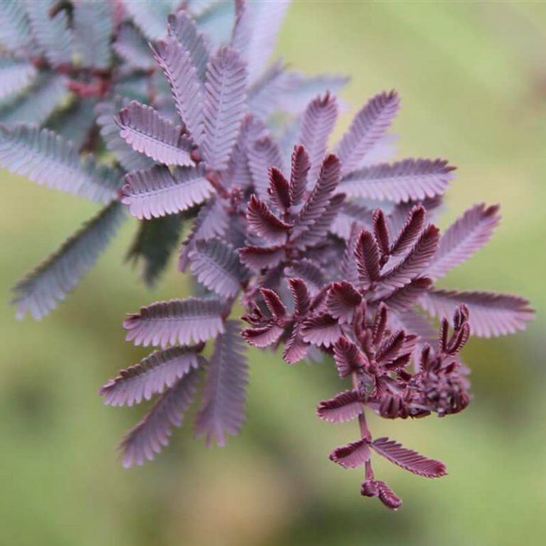 Compra Acacia Morada con envío gratis | Grupo Viverista Mundo Verde