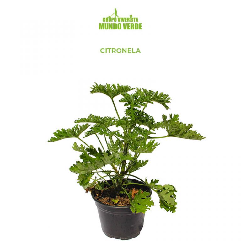 Compra Citronela con envío gratis | Grupo Viverista Mundo Verde