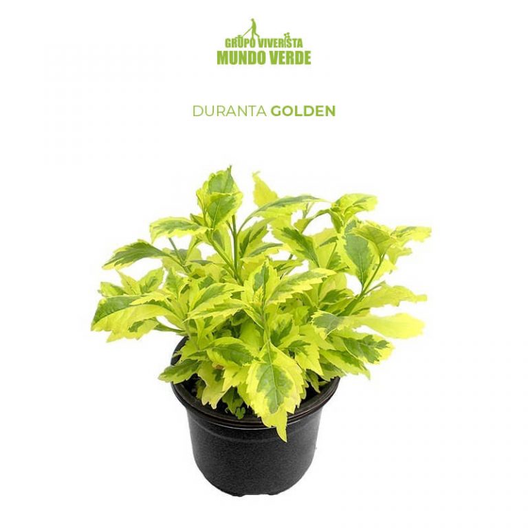 Compra Duranta golden con envío gratis | Grupo Viverista Mundo Verde