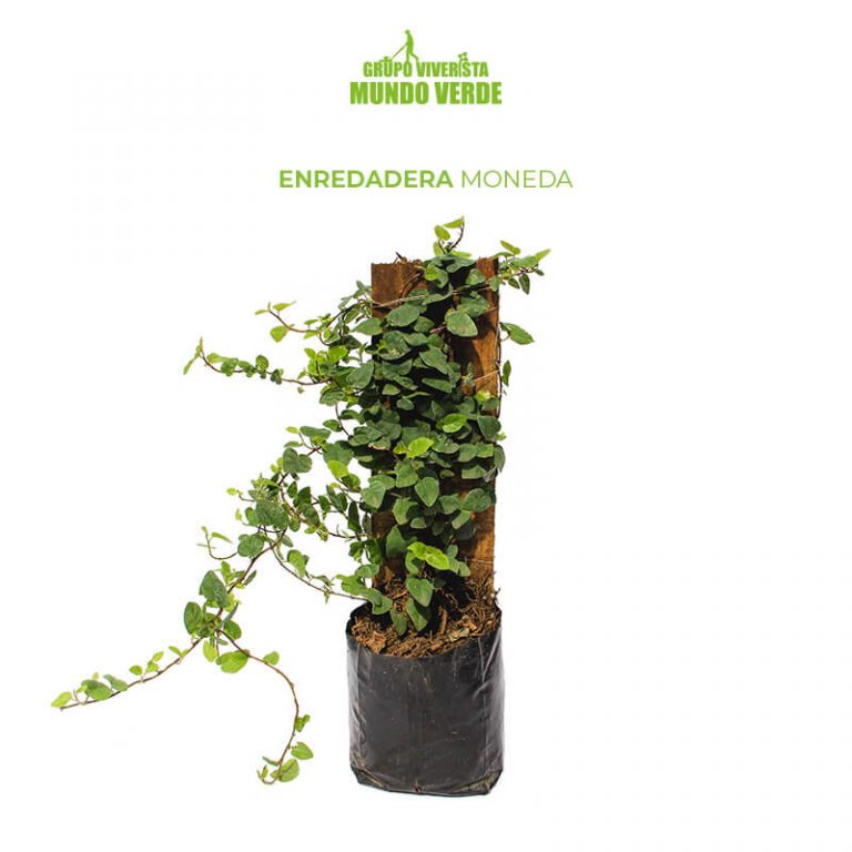 Compra Buxus Arrayán Boleado (Boj) con envío gratis | Grupo Viverista ...