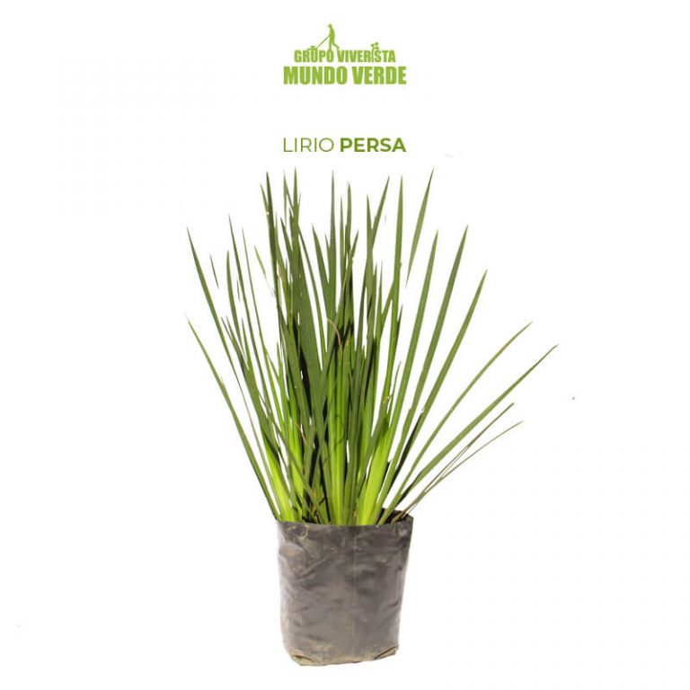 Compra Lirio persa con envío gratis | Grupo Viverista Mundo Verde