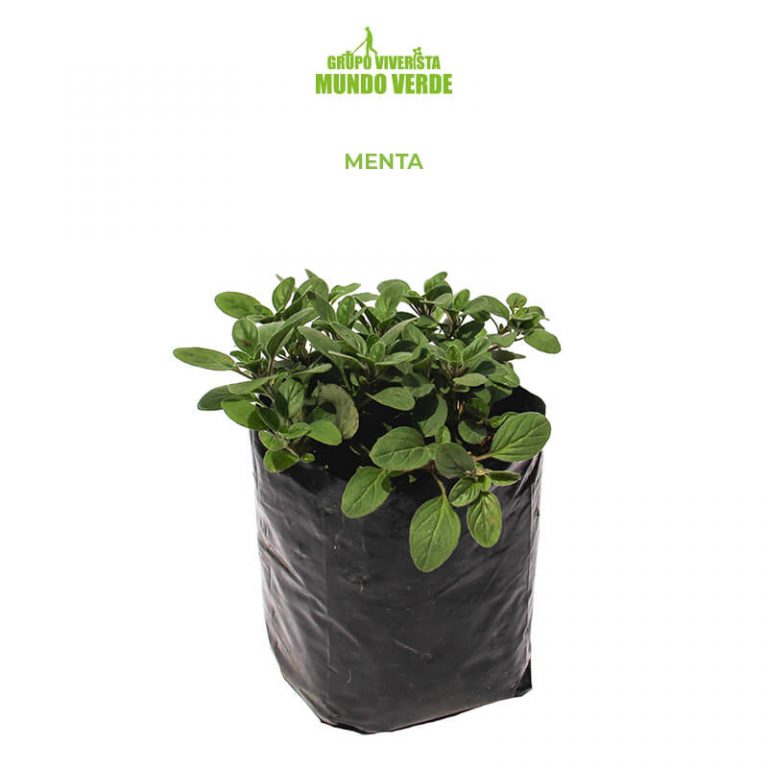 Compra Lirio persa con envío gratis | Grupo Viverista Mundo Verde