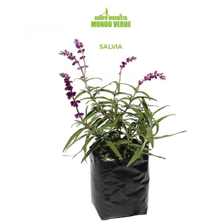 Salvia leucantha | Precio a partir de $17, por mayoreo