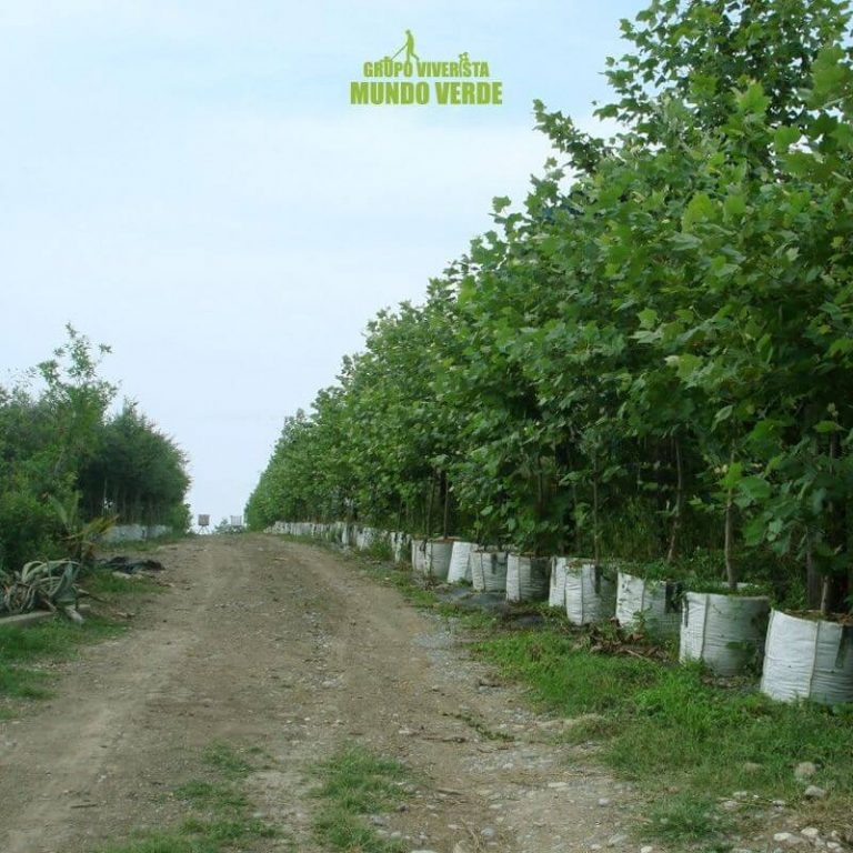 Compra Sicomoro con envío gratis | Grupo Viverista Mundo Verde