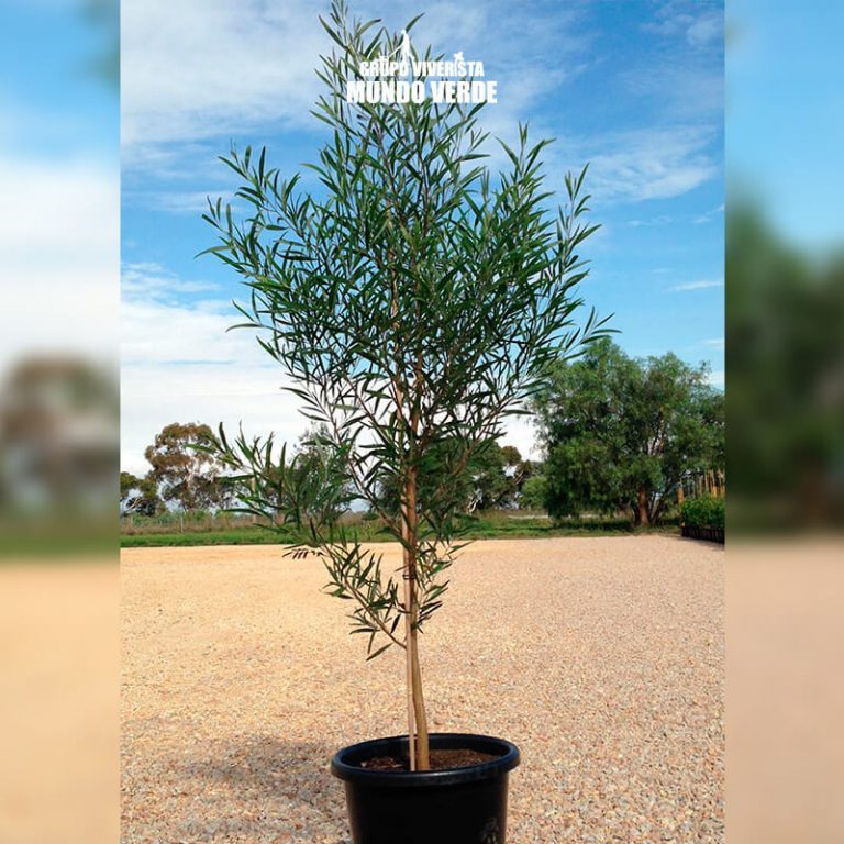 Compra Acacia negra con envío gratis | Grupo Viverista Mundo Verde