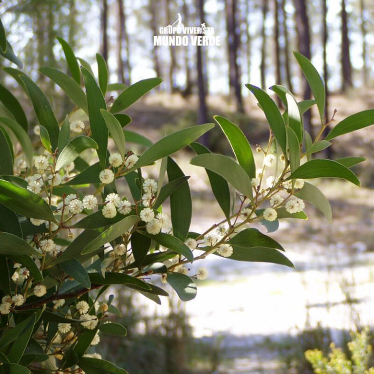Compra Acacia negra con envío gratis | Grupo Viverista Mundo Verde