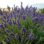 Compra Lavanda con envío gratis | Grupo Viverista Mundo Verde