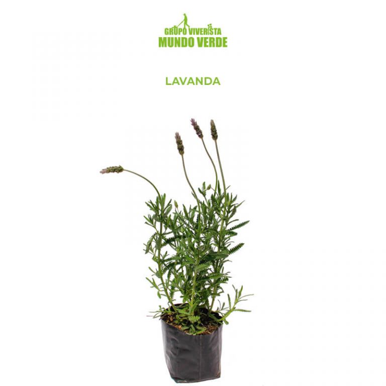 Compra Pasto Festuca en rollo con envío gratis | Grupo Viverista Mundo ...