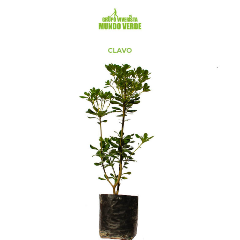 Compra Clavo planta con envío gratis | Grupo Viverista Mundo Verde