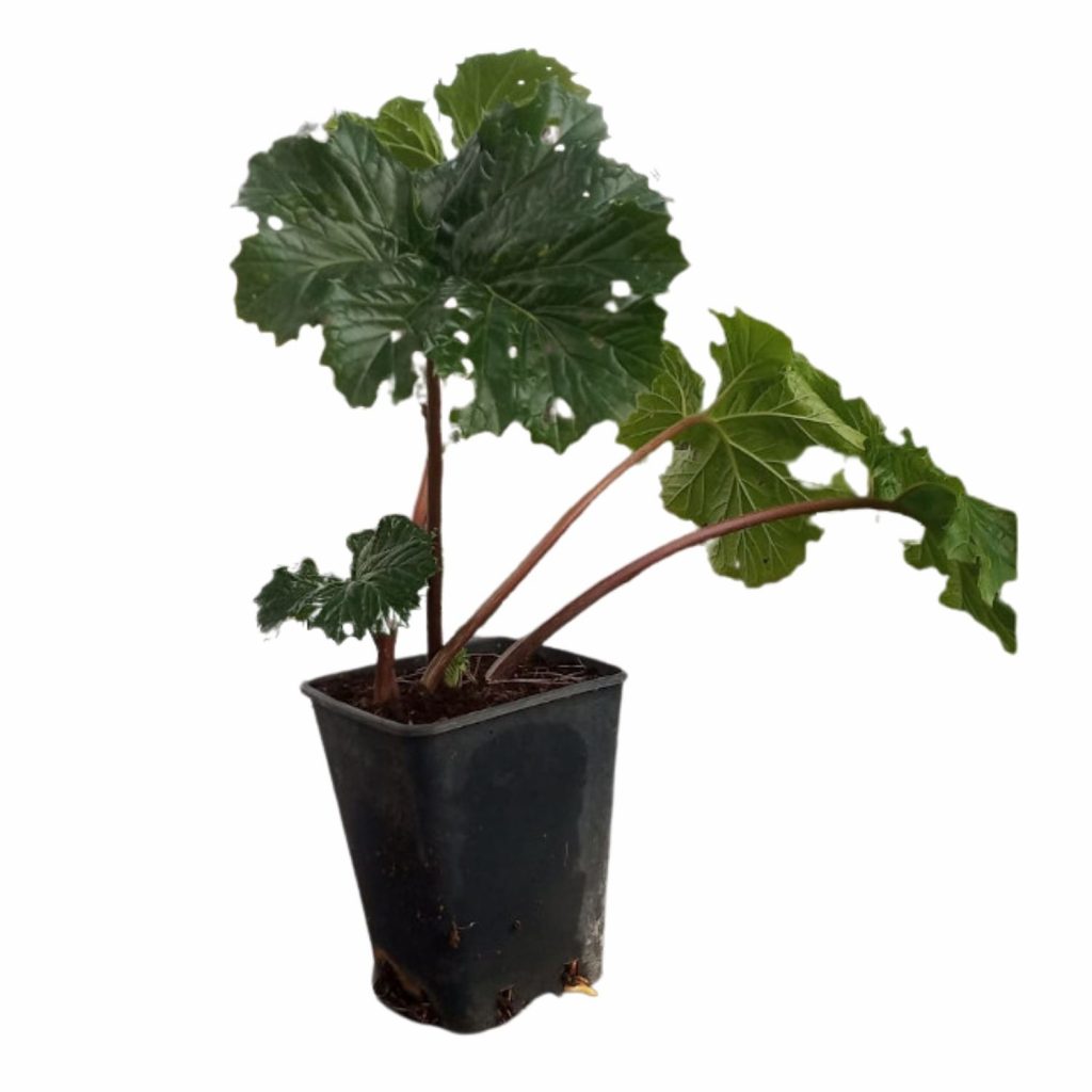 Compra Acanto con envío gratis | Grupo Viverista Mundo Verde