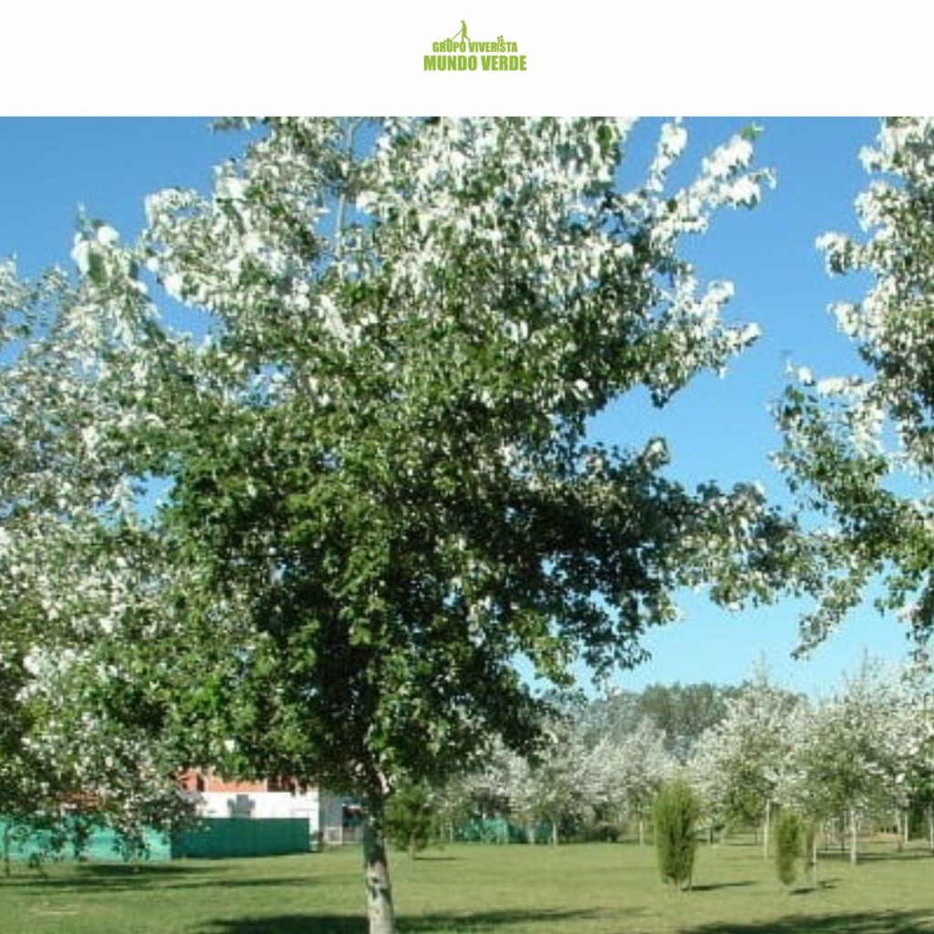 Compra Álamo con envío gratis | Grupo Viverista Mundo Verde