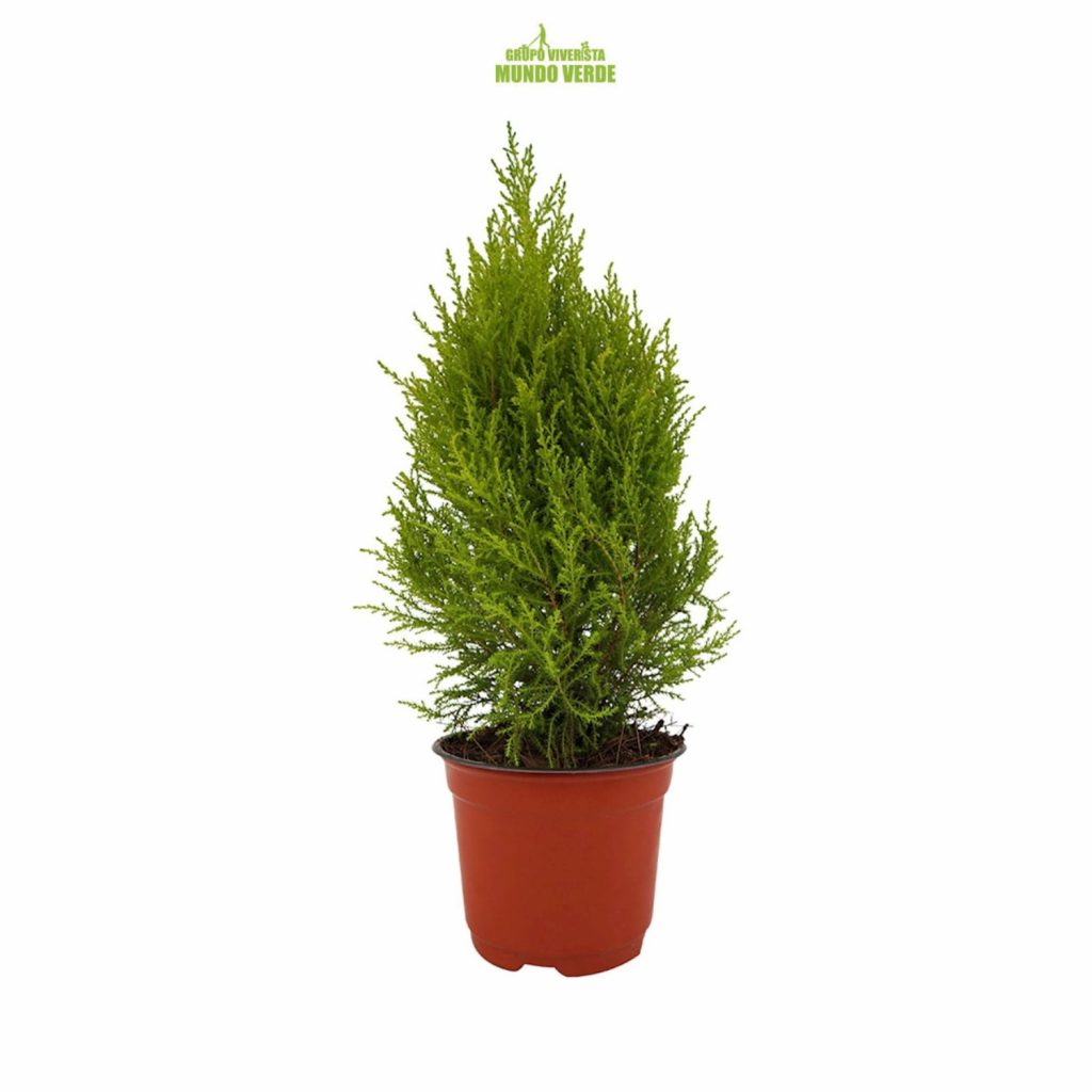 Lirio persa | Grupo Viverista Mundo Verde 🌿