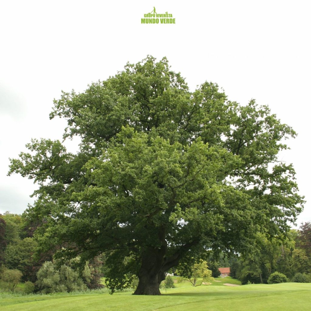 Compra Encino rojo con envío gratis | Grupo Viverista Mundo Verde