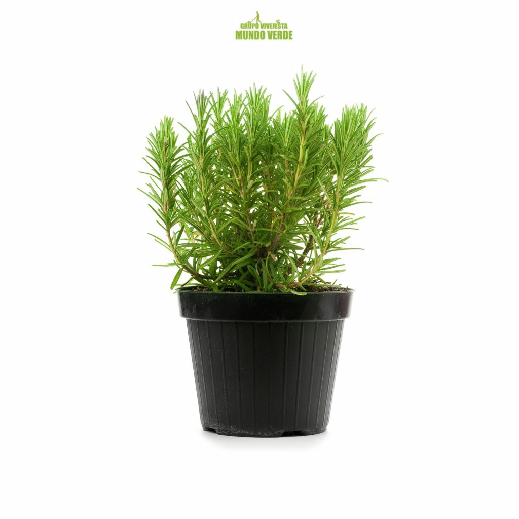 Compra Dedo moro con envío gratis | Grupo Viverista Mundo Verde