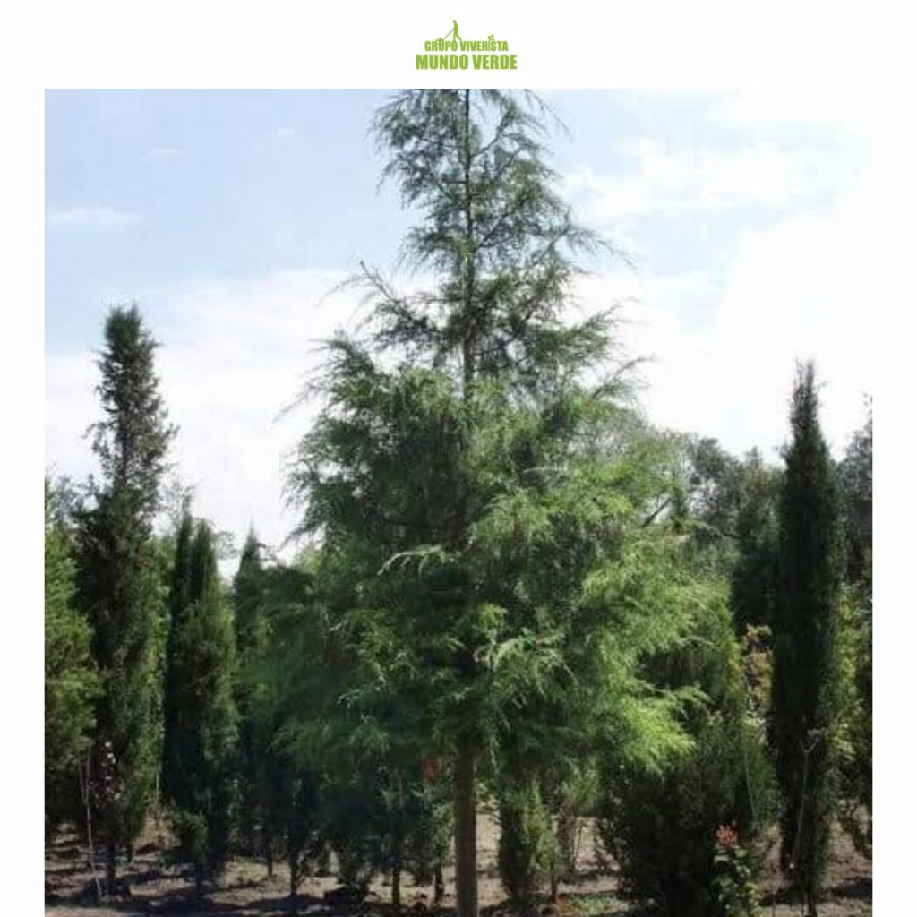 Compra Cedro blanco con envío gratis | Grupo Viverista Mundo Verde