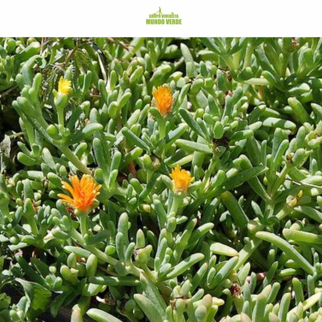 Compra Dedo moro con envío gratis | Grupo Viverista Mundo Verde