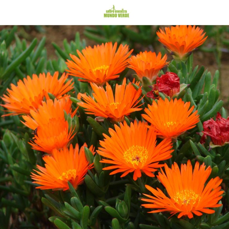 Compra Dedo moro con envío gratis | Grupo Viverista Mundo Verde