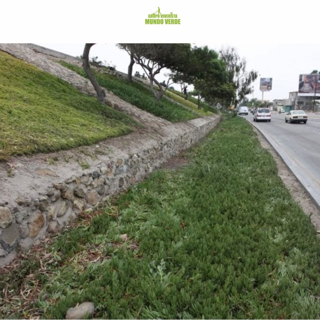 Compra Dedo moro con envío gratis | Grupo Viverista Mundo Verde