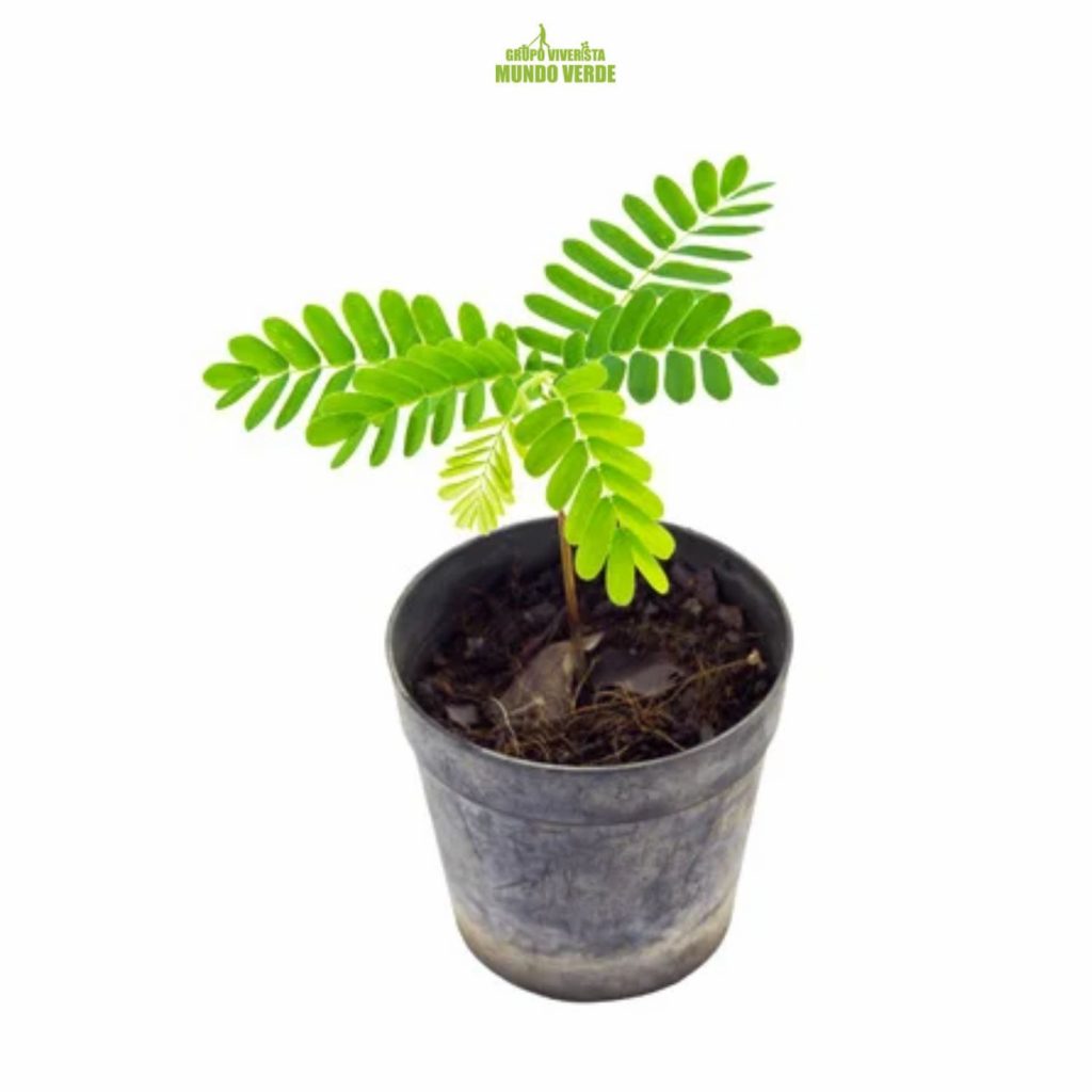 Compra Dedo moro con envío gratis | Grupo Viverista Mundo Verde